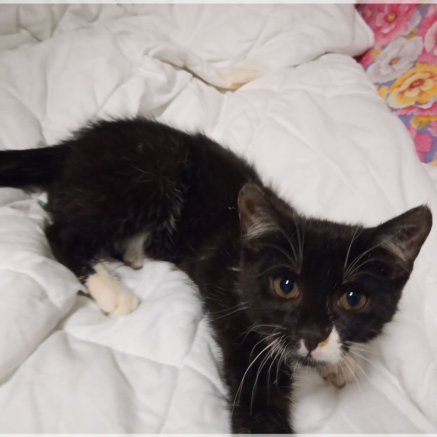 Смышленный котенок на передержку