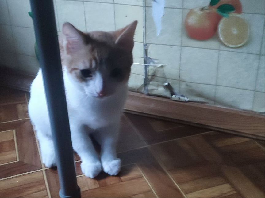 Кошка в дар