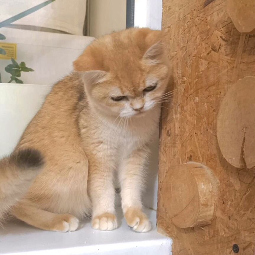 Котята Золотая Шиншилла