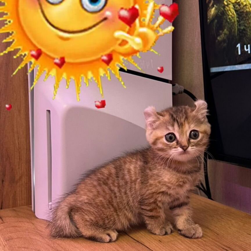 Котята кинкалоу