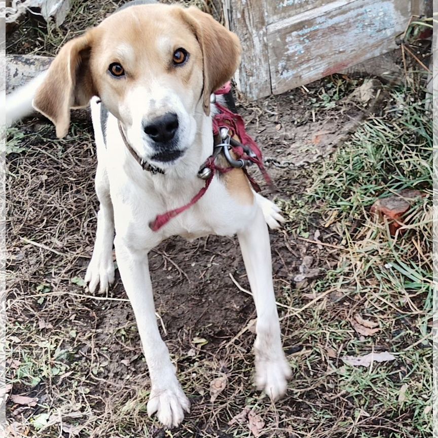 Продам собаку