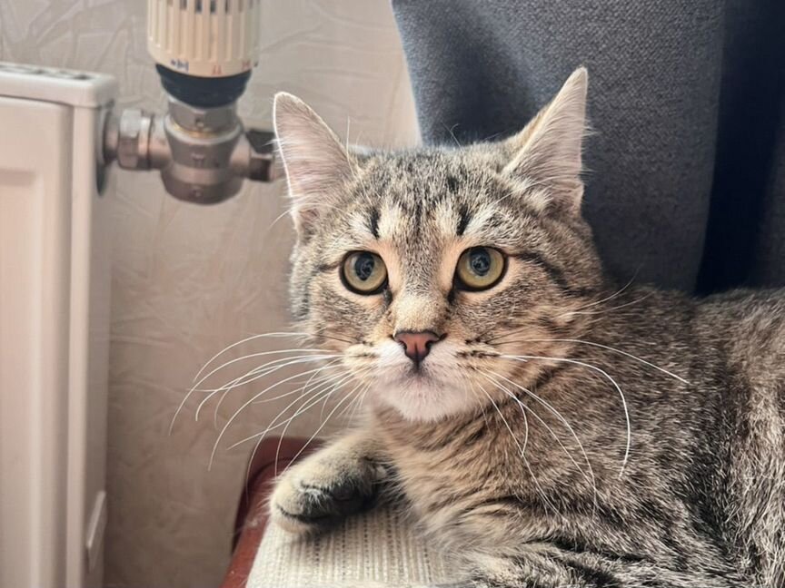 Котенок Пряник в добрые руки