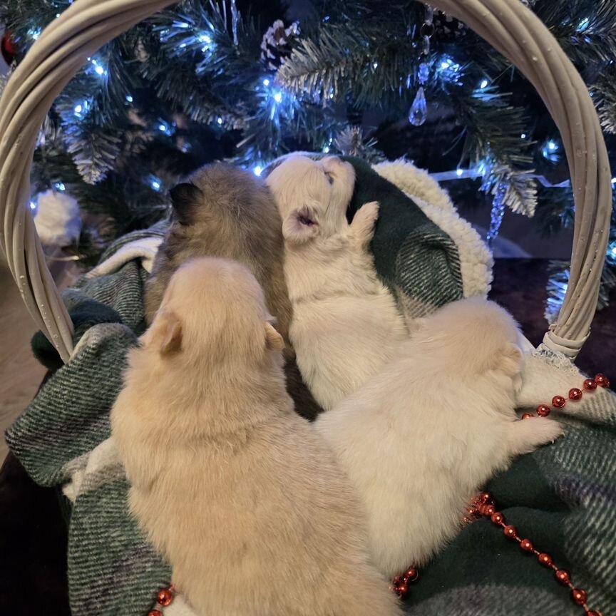 Померанский шпиц, щенок