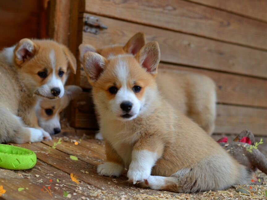 Щенки вельш-корги пемброк