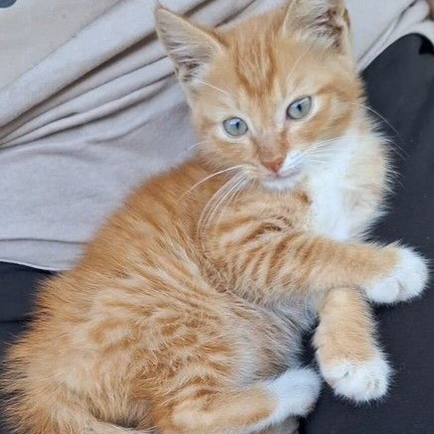 Котенок 2-3 месяца в добрые руки