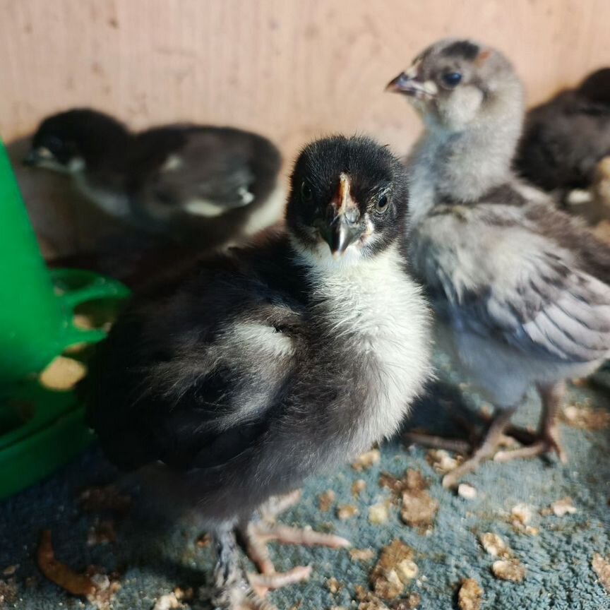 Цыплята Маран черно-медный