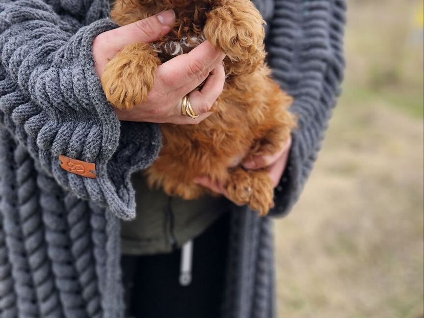 Девочка Мальтипу Ф1