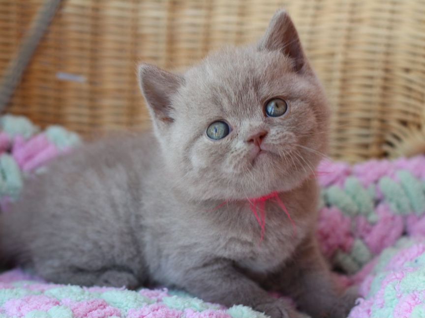Британский лиловый котик из питомника