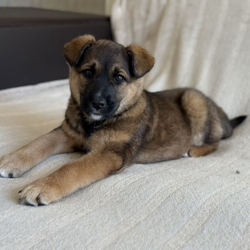 Щенок в добрые руки бесплатно