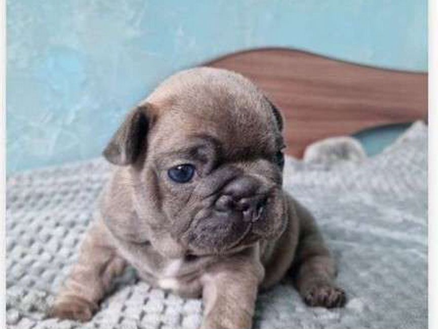 Щенок французского бульдога