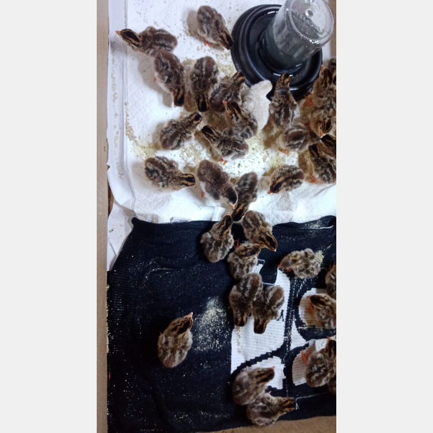Продам домашних птенцов цесарок