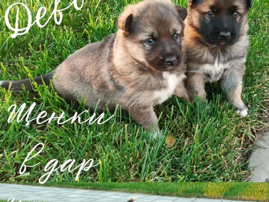 Собака в добрые руки щенок