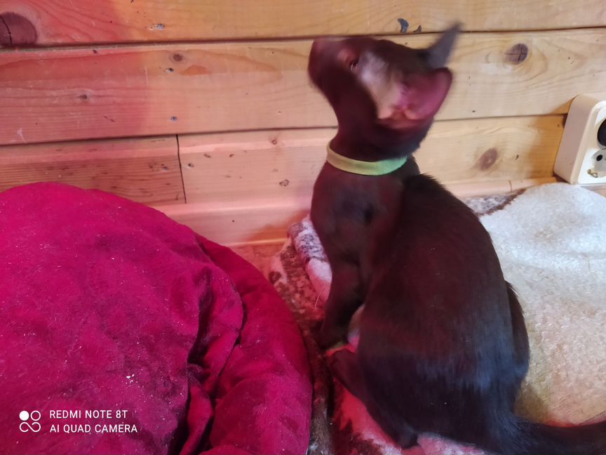 Ориентальные котята