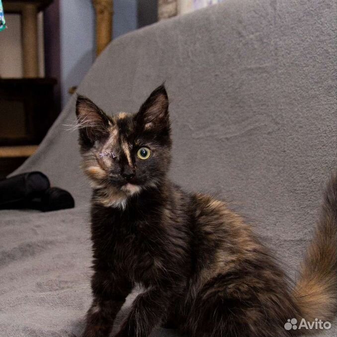 Котенок особенный Леля в добрые ручки