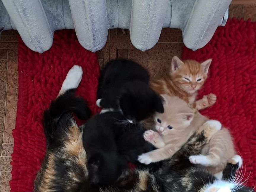 Котята в хорошие руки