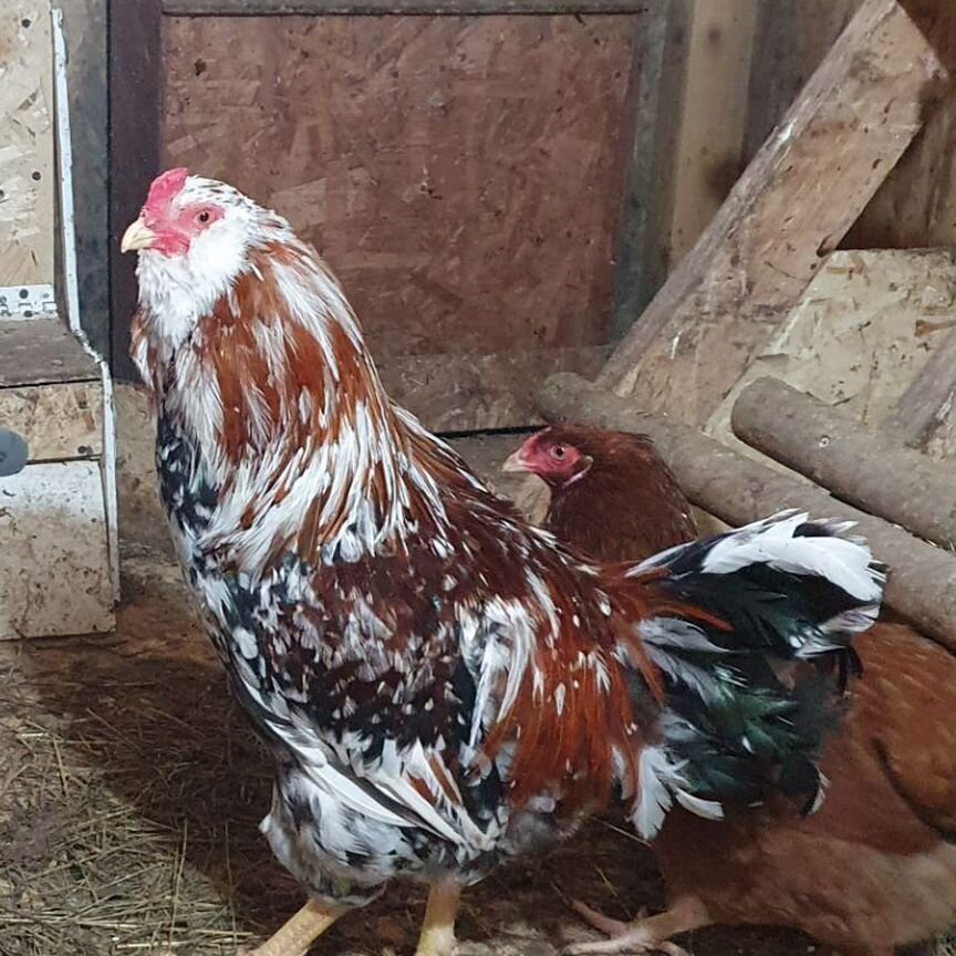 Петух Орловский ситцевый 7месяцев