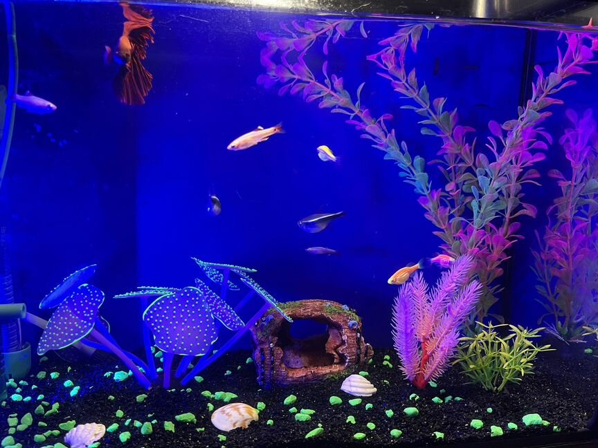 Аквариум с аксессуарами