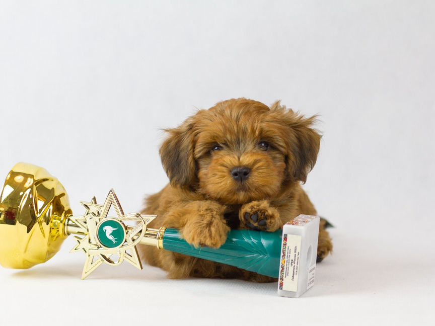 Мальчик породы Бишон Хаванез или Гаванский Бишон