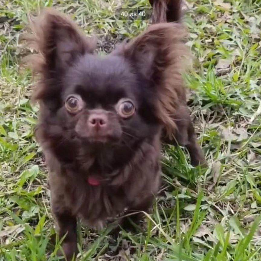 Чихуахуа, взрослая собака