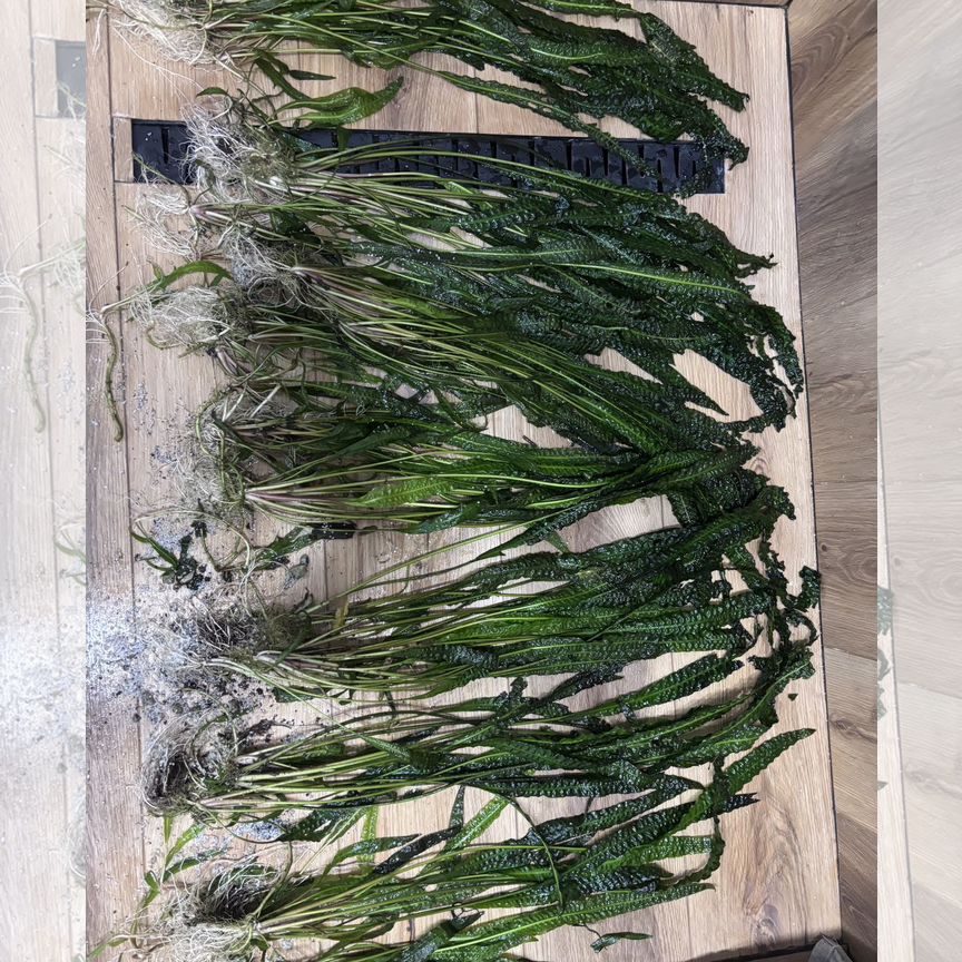 Аквариумное растение криптокорина