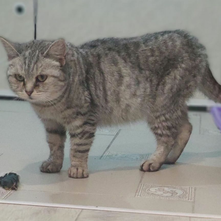 Отдам в добрые руки кошечку