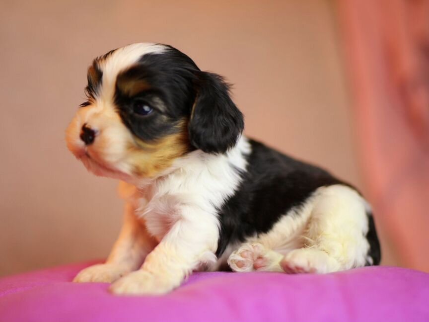 Кавалер кинг чарльз спаниель