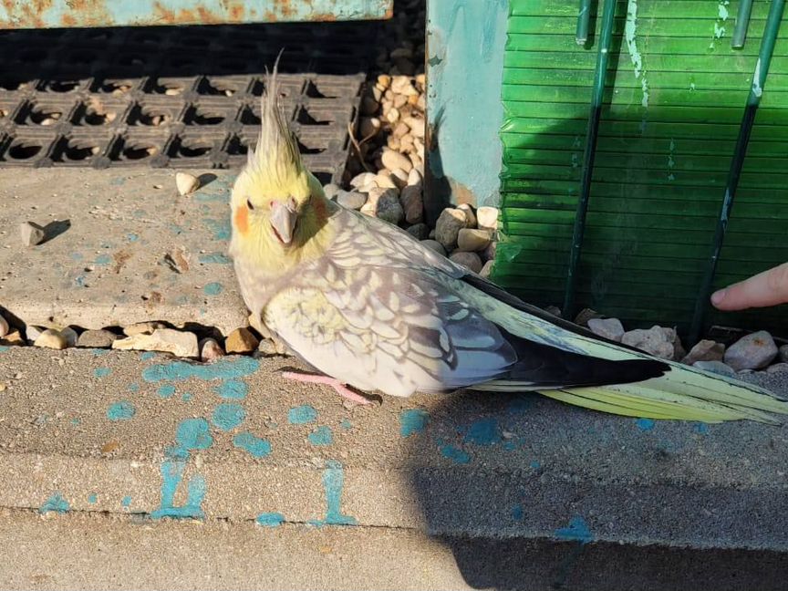 Попугай корелла найдёныш Кутузовский пр-т
