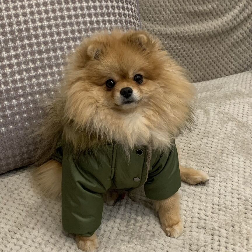 Куртка для собак мелких пород