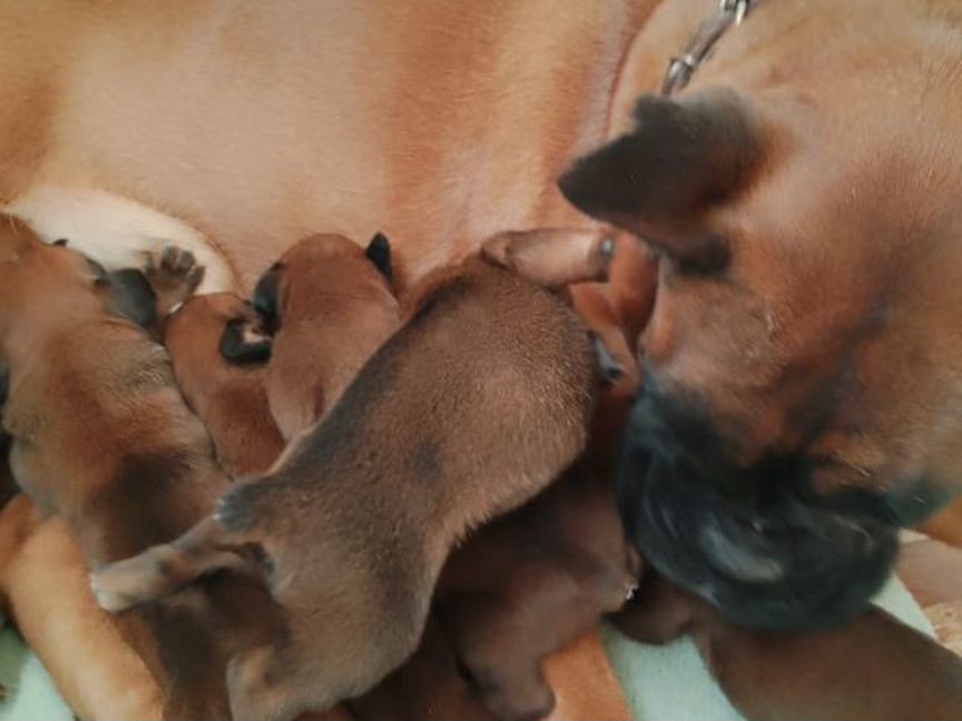 Щенки боксера