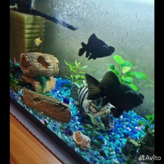 Аквариумные рыбки телескопы золотые рыбки