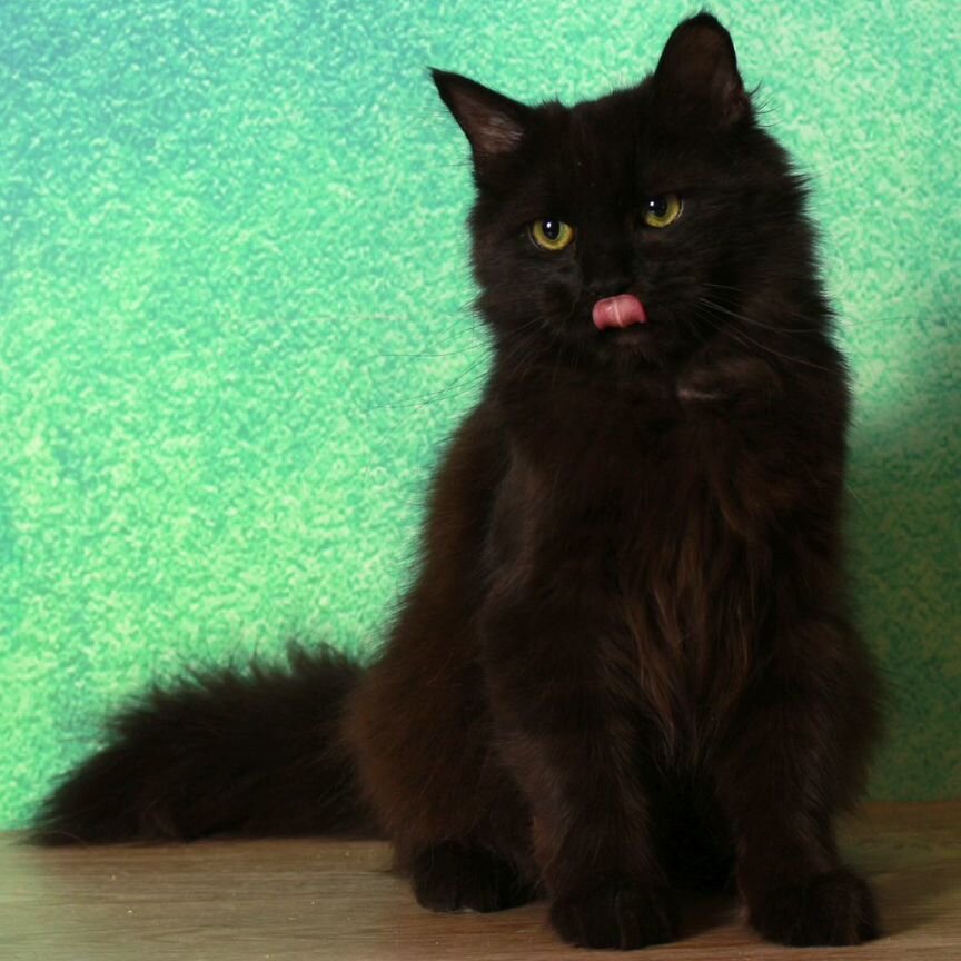 Сибирский котик