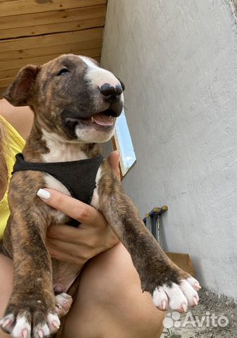 Бультерьер