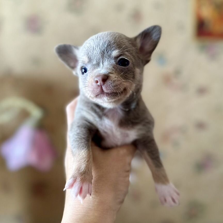 Лиловые щенки чихуахуа