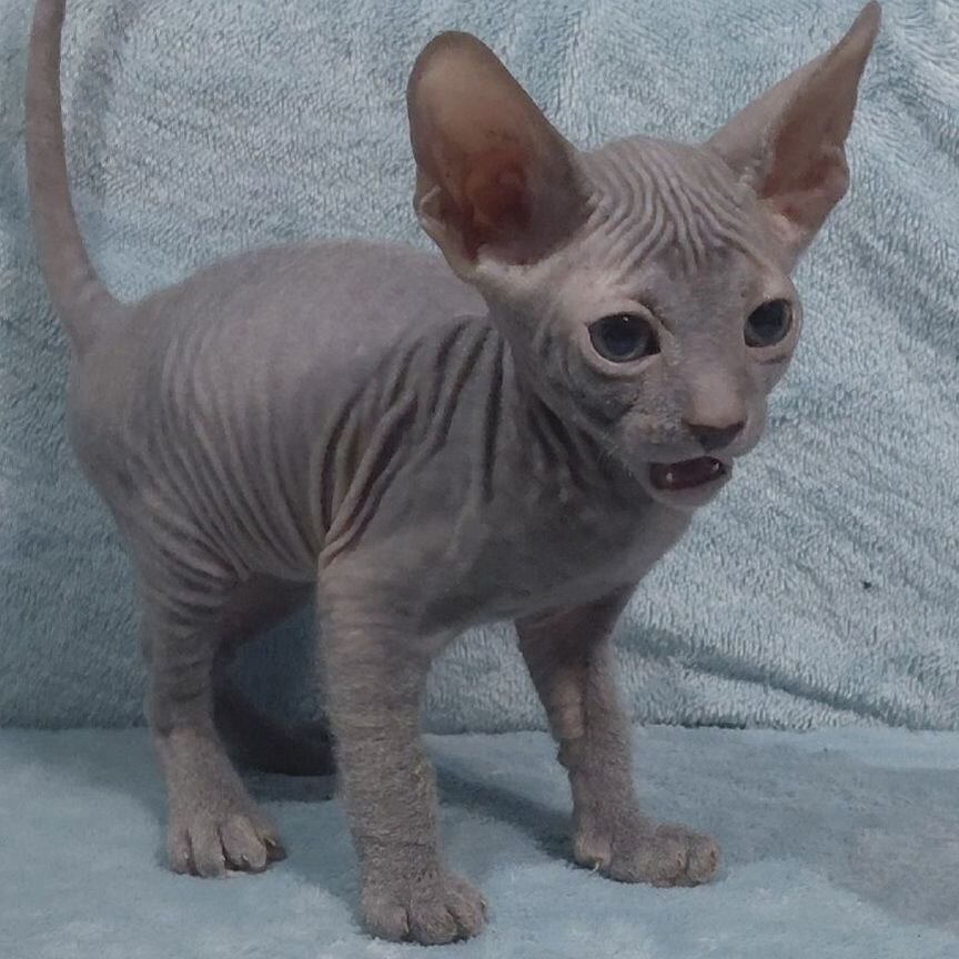 Донской сфинкс котёнок
