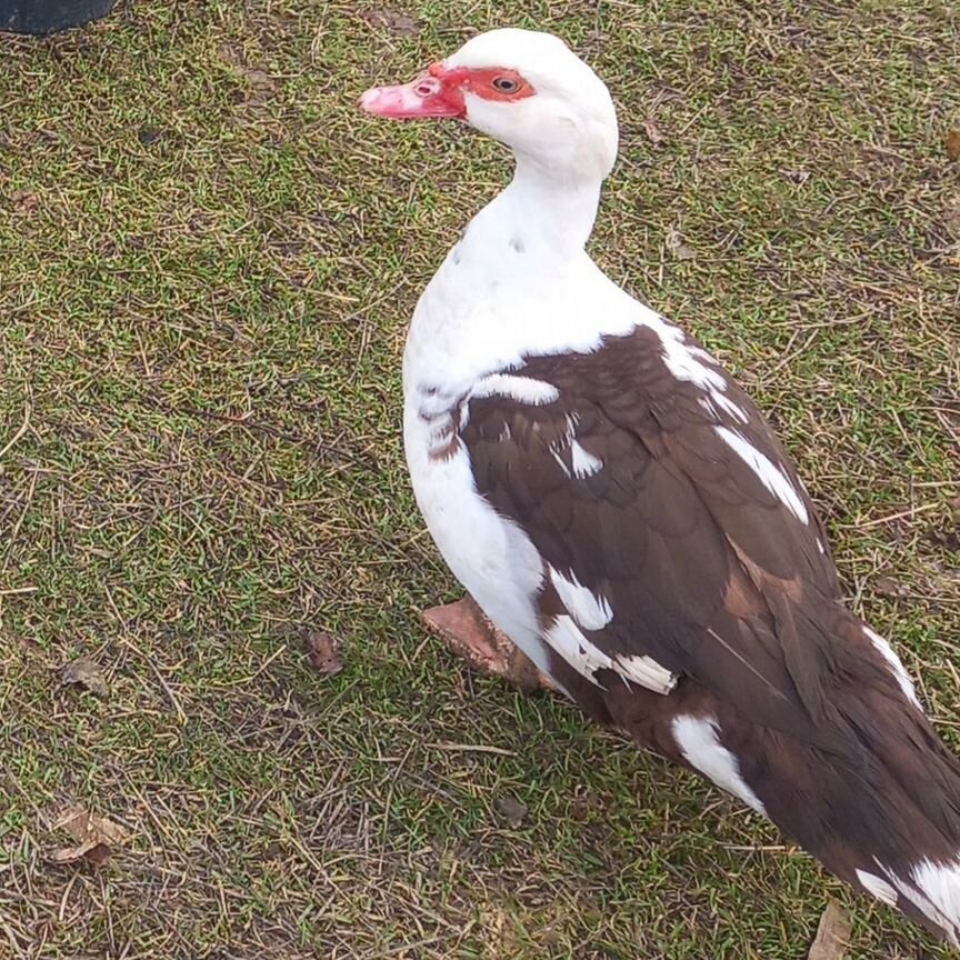 Мускусные утки