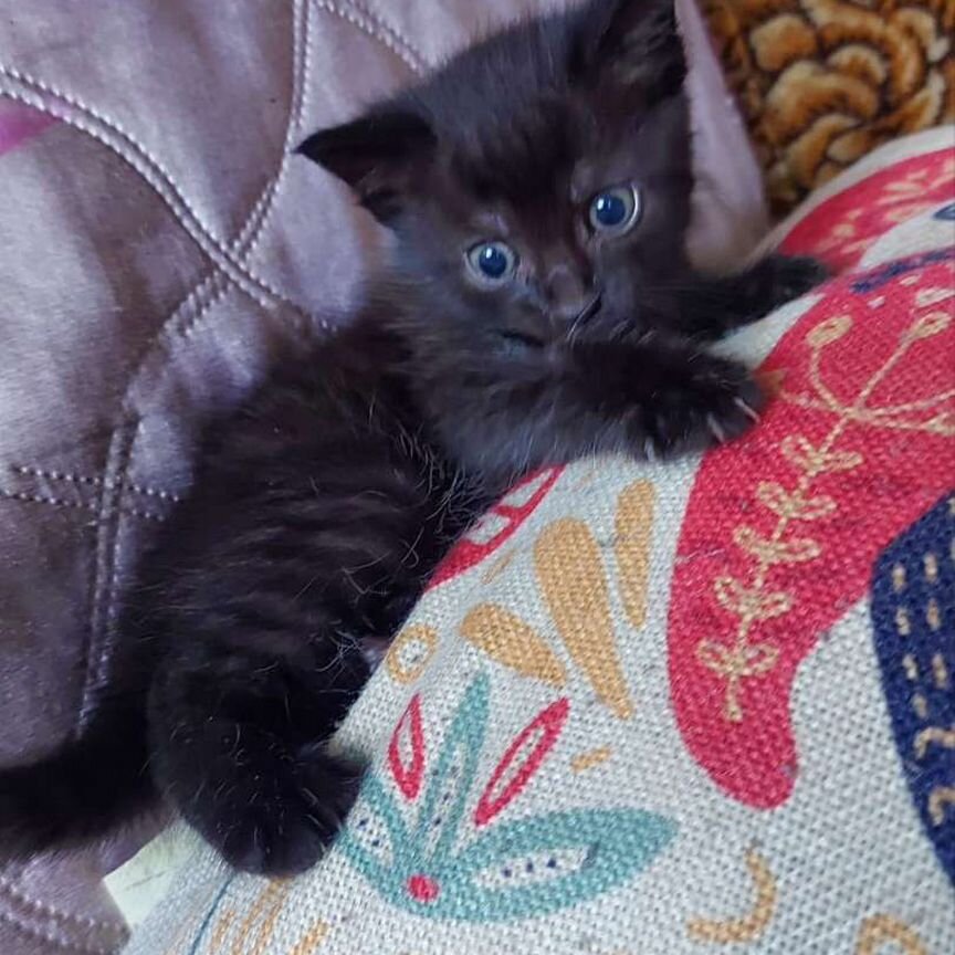 Котëнок в дар