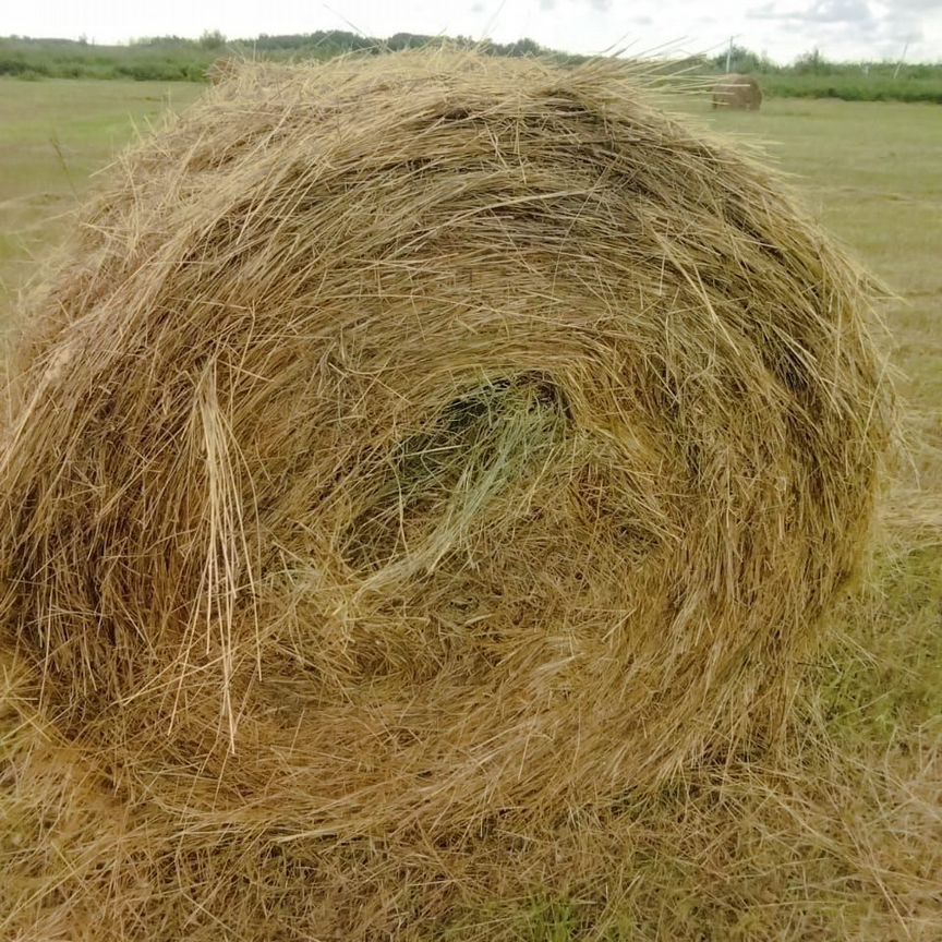Продам сено в рулонах свежий укос