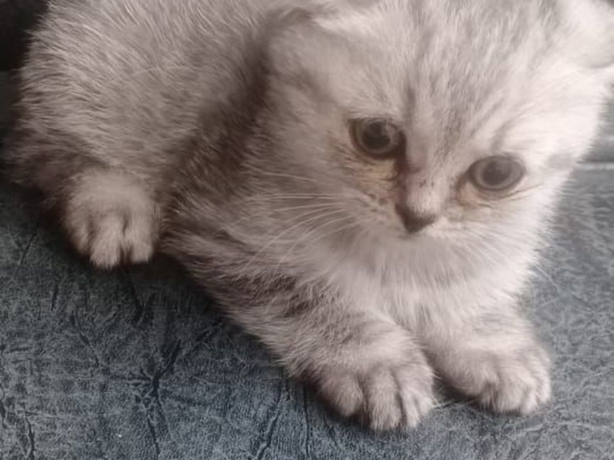 Шатланские вислоухие котята в добрые руки