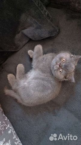 Котенок экзот