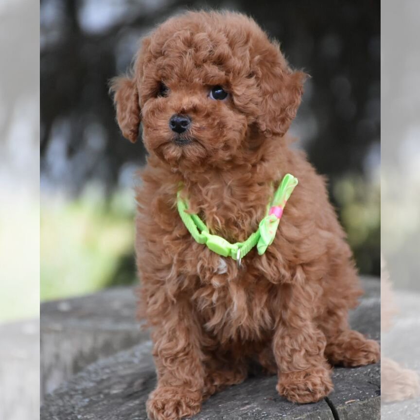 Той-пудель, щенок