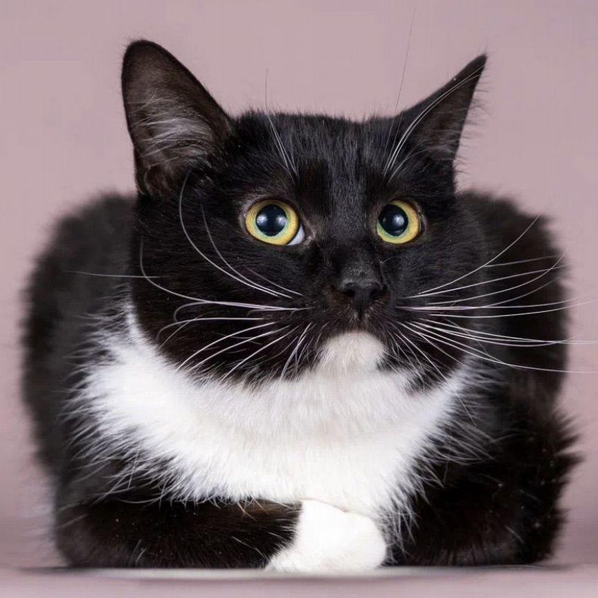 Взрослая, кошка в добрые руки