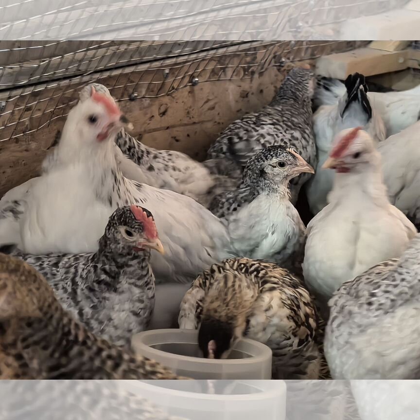 Куры несушки