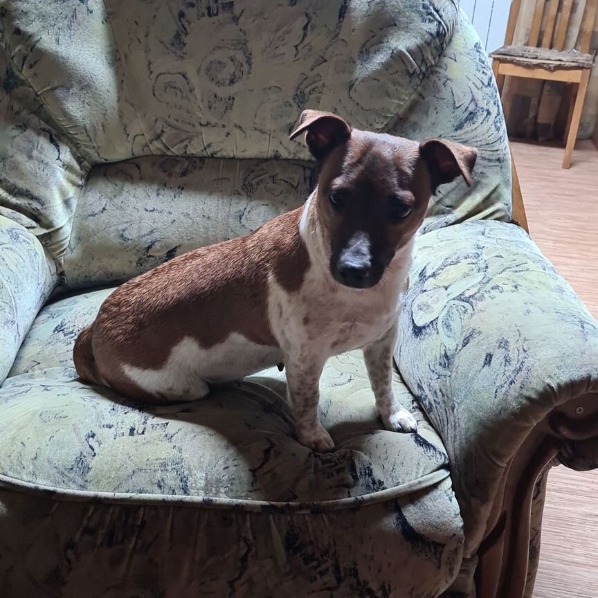 Джек рассел в добрые руки девочка