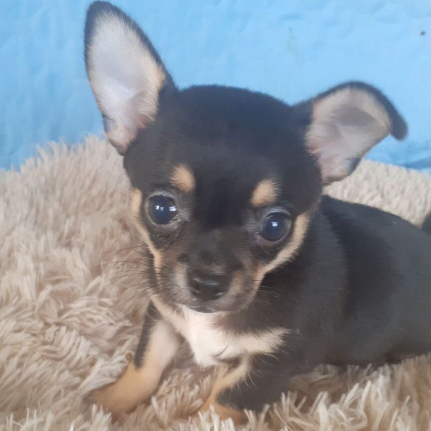 Чихуахуа, щенок