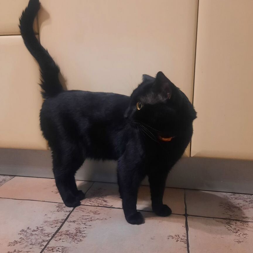 Кот на вязку