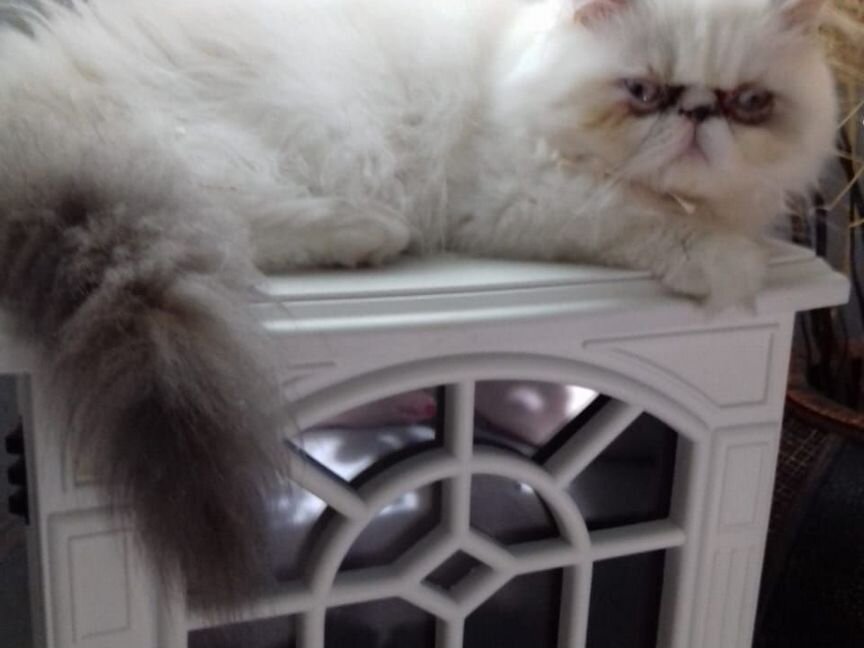 Персидская кошечка