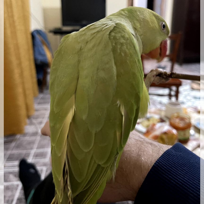 Ожереловый попугай самка