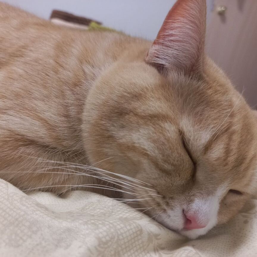 Коты в добрые руки