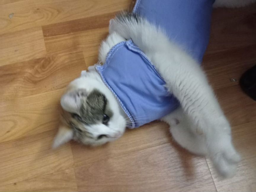 Кошечка 5 месяцев