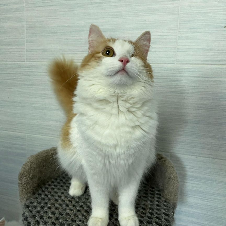 Котенок кошечка ласковое привитое чудо